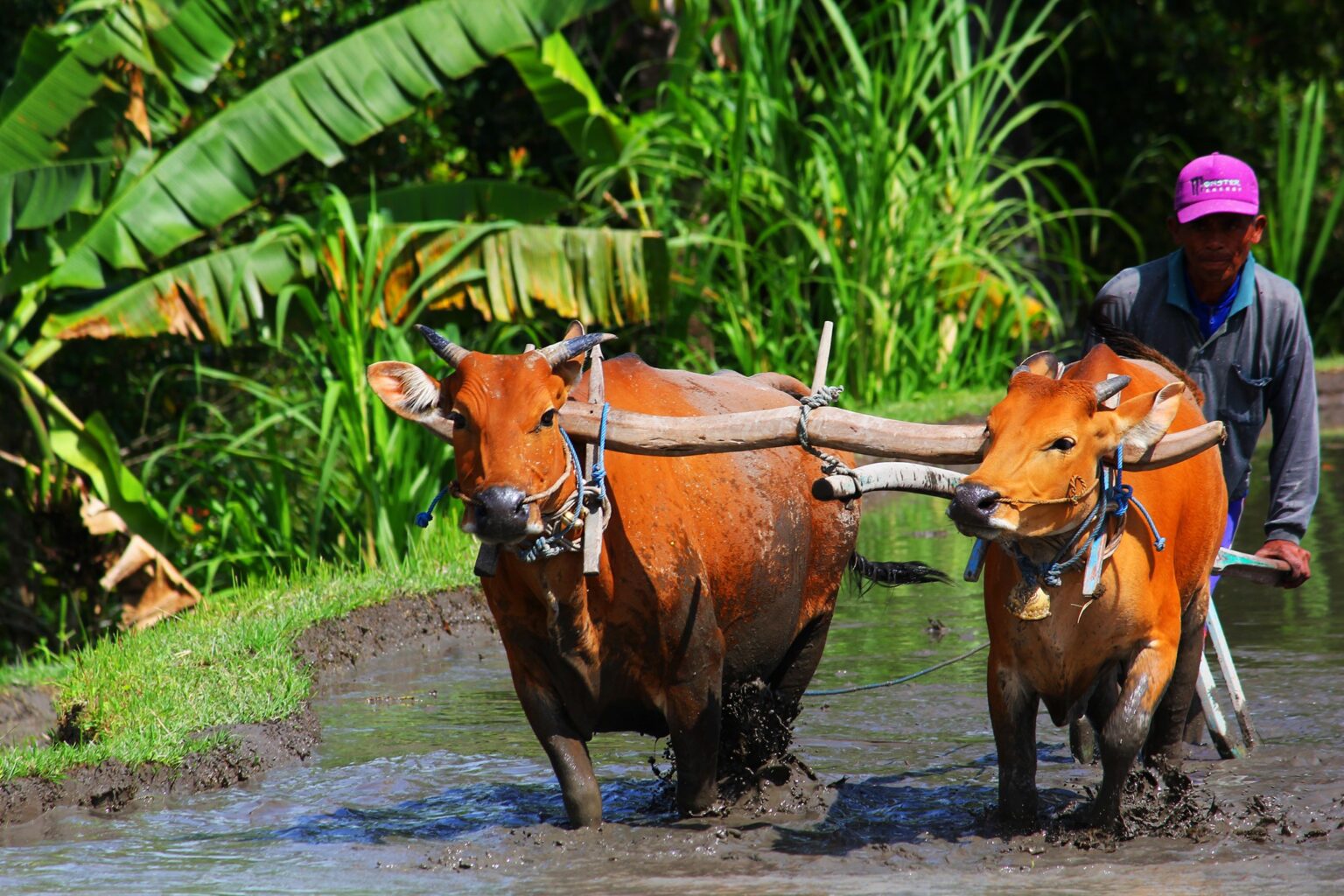 Subak Irrigation System: A Sacred Harmony of Water, Rice, and Culture ...
