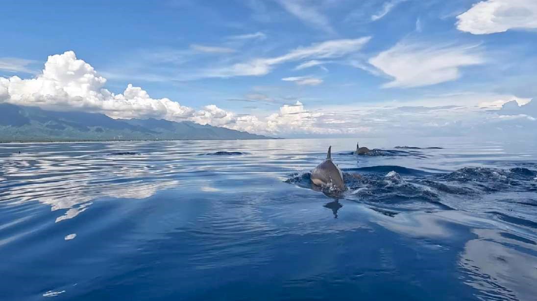 Sunrise Dolphin Tour - Lovina Beach, Northen Coast of Bali