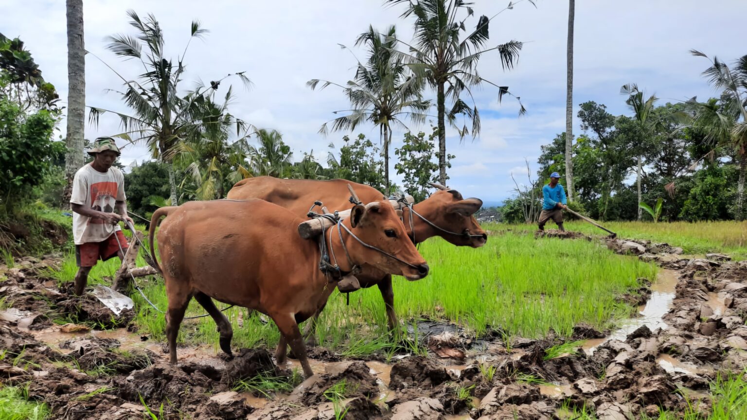 Subak Irrigation System: A Sacred Harmony of Water, Rice, and Culture ...