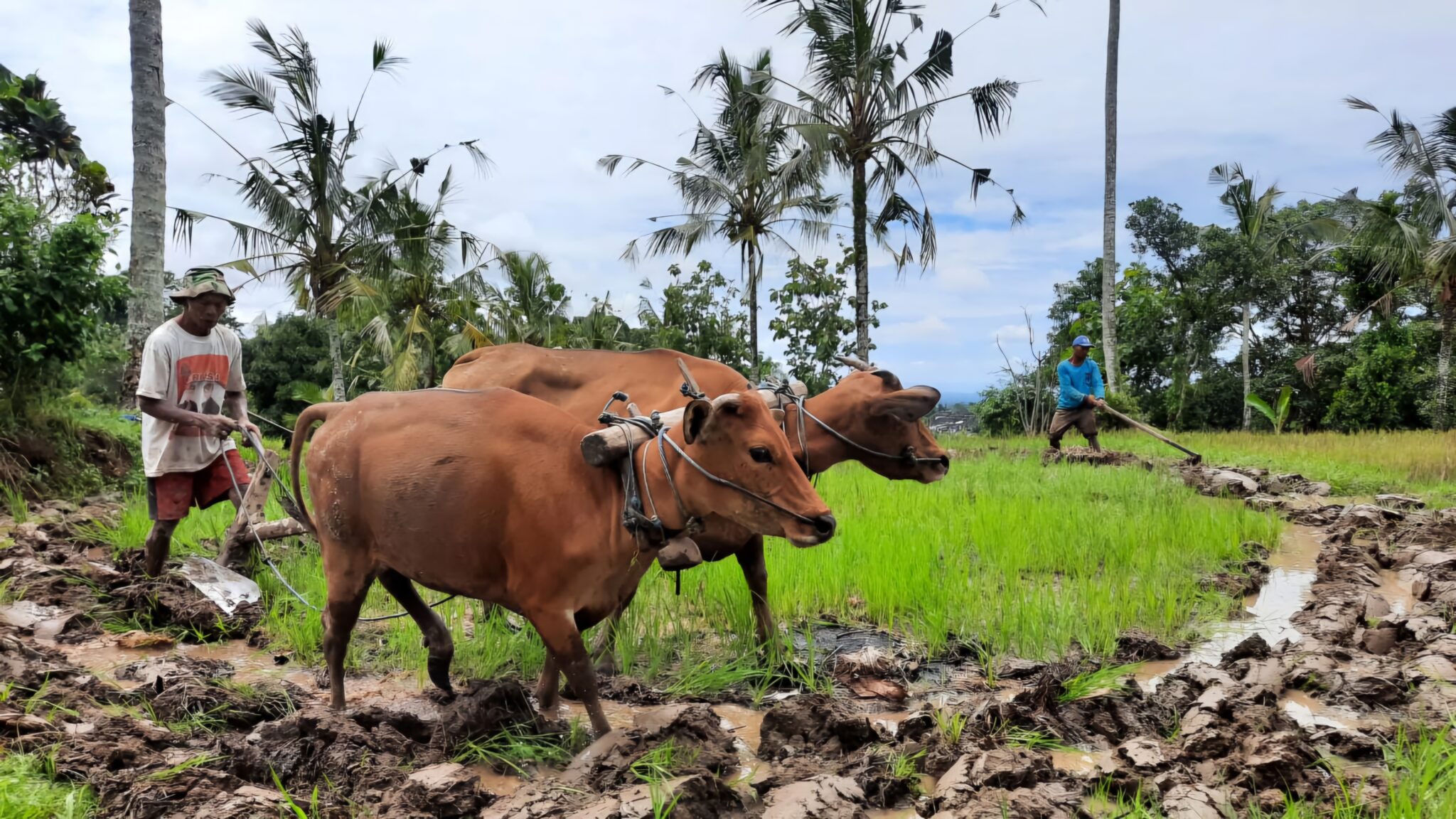 Subak Irrigation System: A Sacred Harmony of Water, Rice, and Culture ...