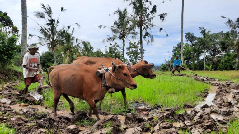 Subak Irrigation System: A Sacred Harmony of Water, Rice, and Culture ...