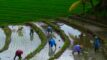 Subak Irrigation System: A Sacred Harmony of Water, Rice, and Culture ...
