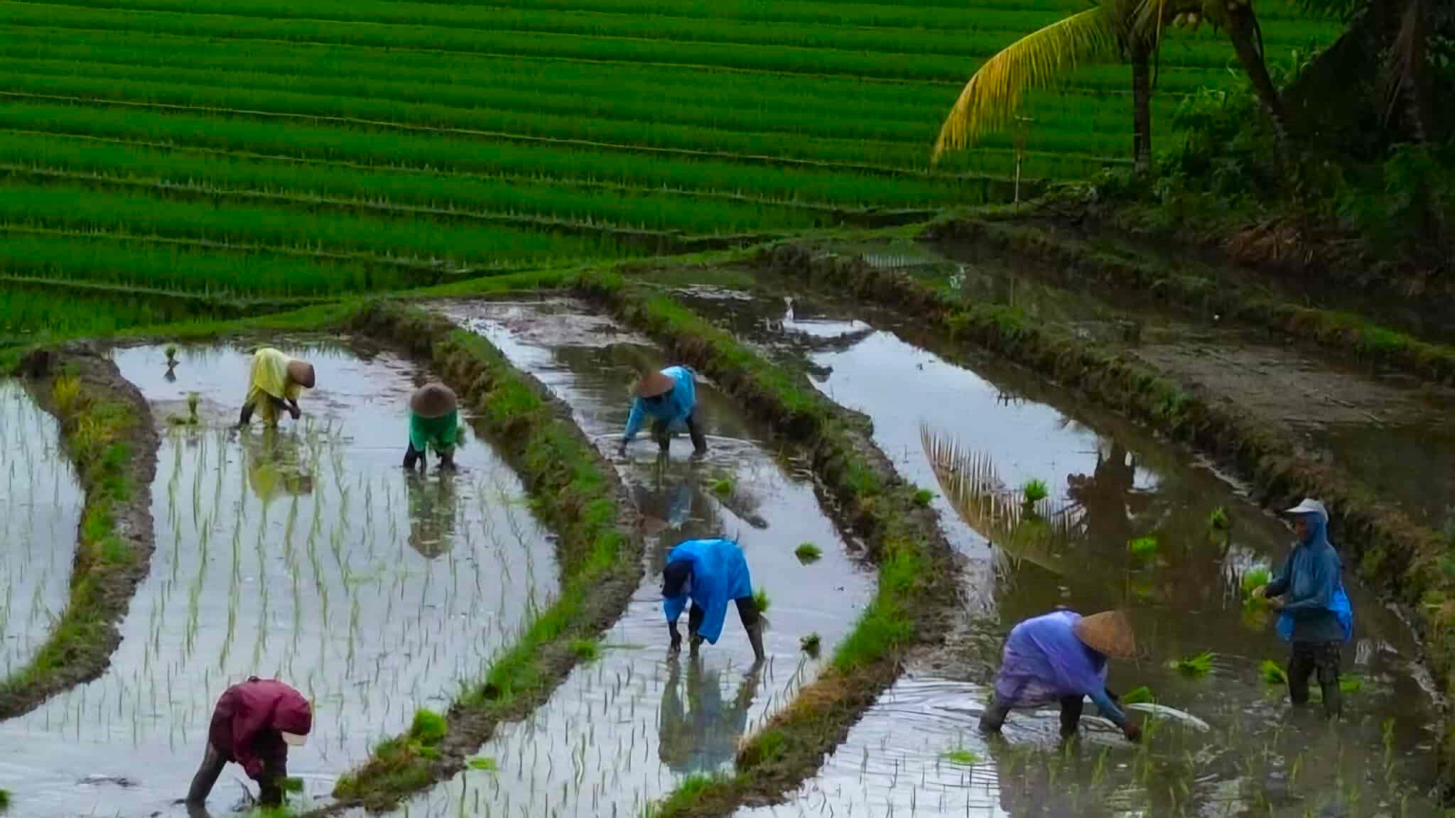 Subak Irrigation System: A Sacred Harmony of Water, Rice, and Culture ...